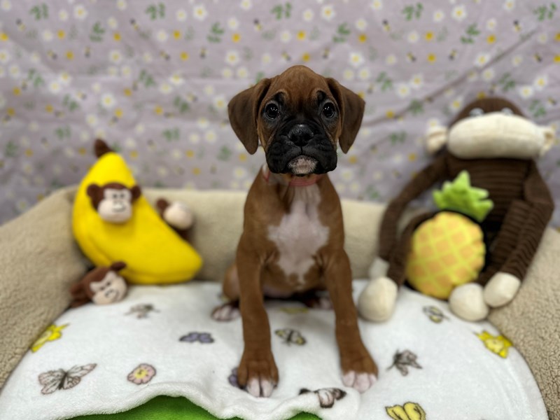 Boxer Small Animal Fawn ID:25745 Located at Petland Las Vegas, Nevada