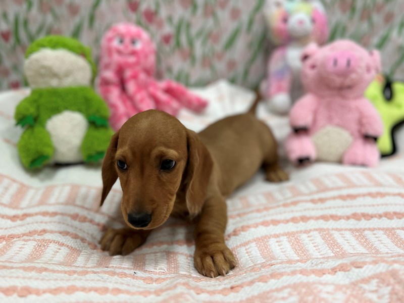 Dachshund Puppies Las Vegas