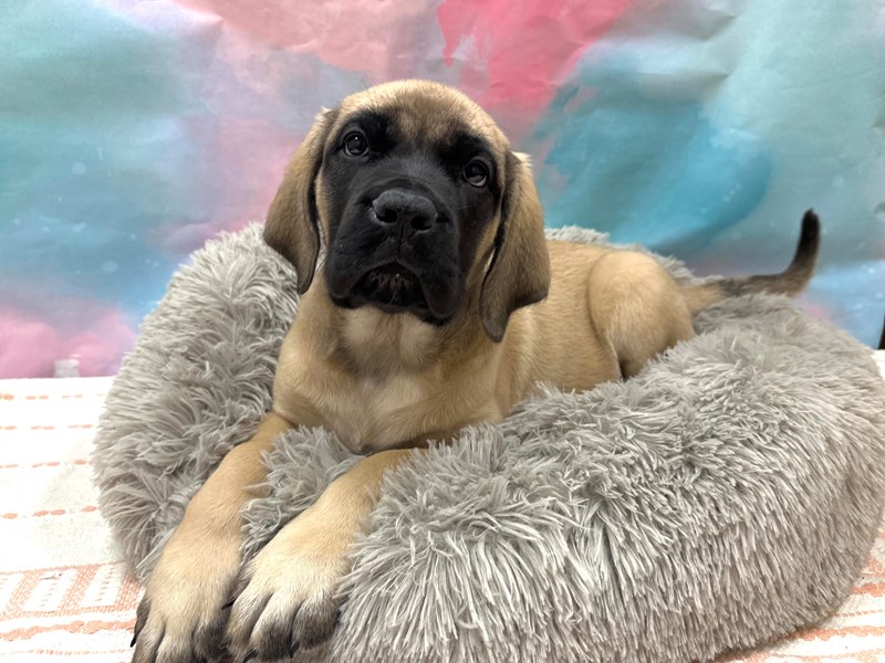 English Mastiff Small Animal Fawn ID:26633 Located at Petland Las Vegas ...