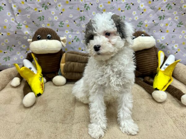 F1B Mini Sheepadoodle-Dog-Male-Chocolate Merle-4208215-Petland Las ...