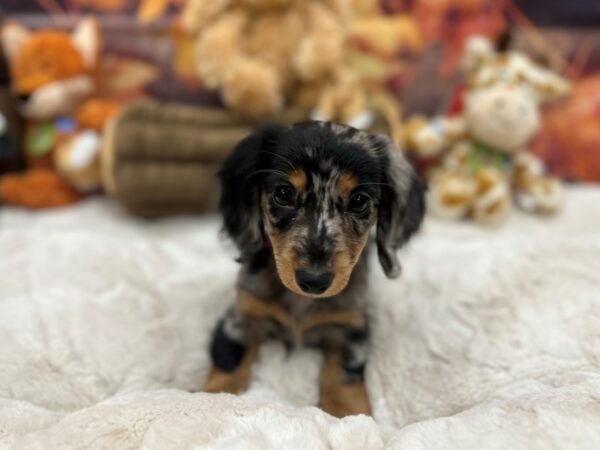 Dachshund Puppies Las Vegas