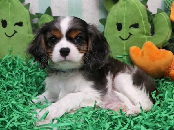 Cavalier King Charles Spaniel - Petland Las Vegas, Nevada