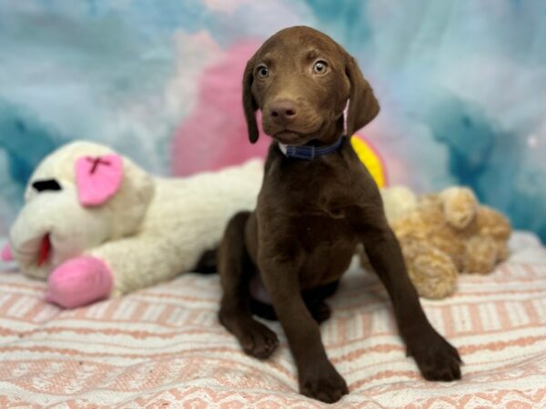 Puppies for Sale - Petland Las Vegas, Nevada & Southern California